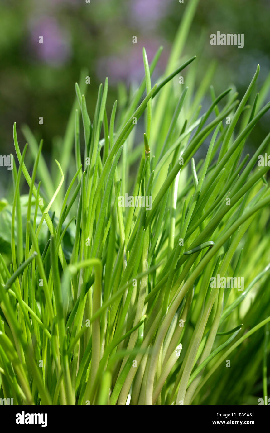Chive plants hi-res stock photography and images - Alamy