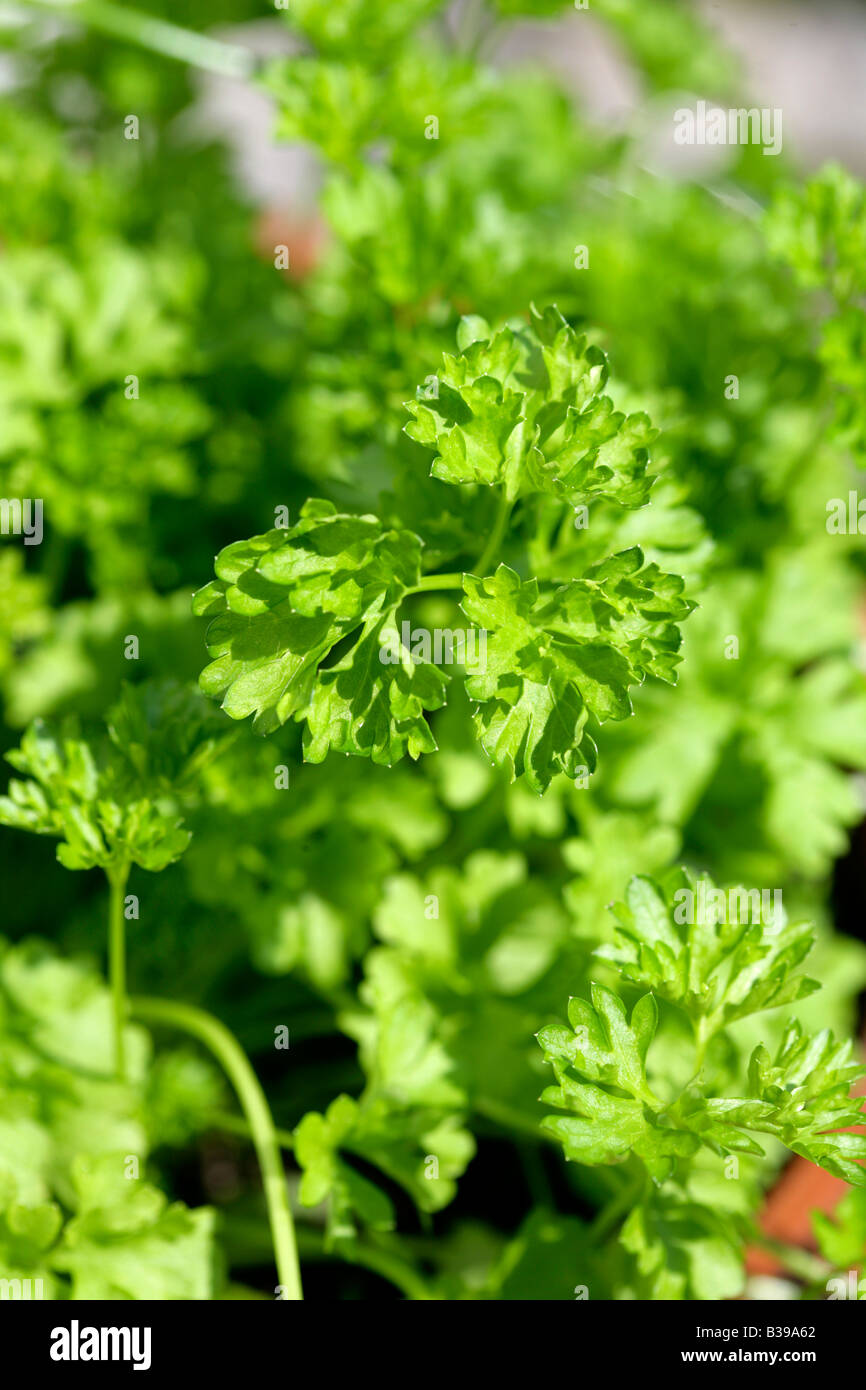 Flat leaved parsley hi-res stock photography and images - Alamy