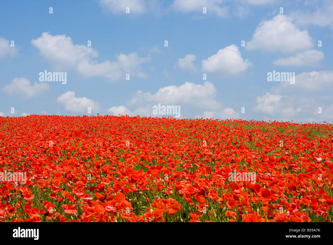 Bluehendes Mohnblumenfeld, flowering poppy flowers field Stock Photo ...