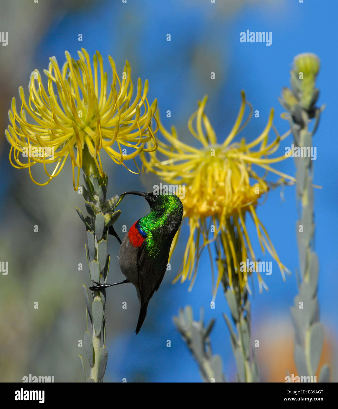 Cape town sunbird hi-res stock photography and images - Alamy