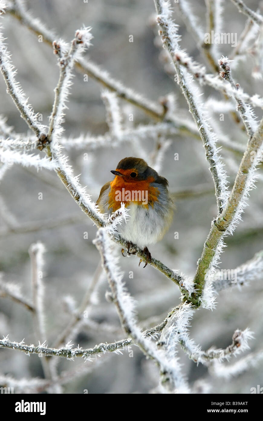 Robin winter scene hi-res stock photography and images - Alamy