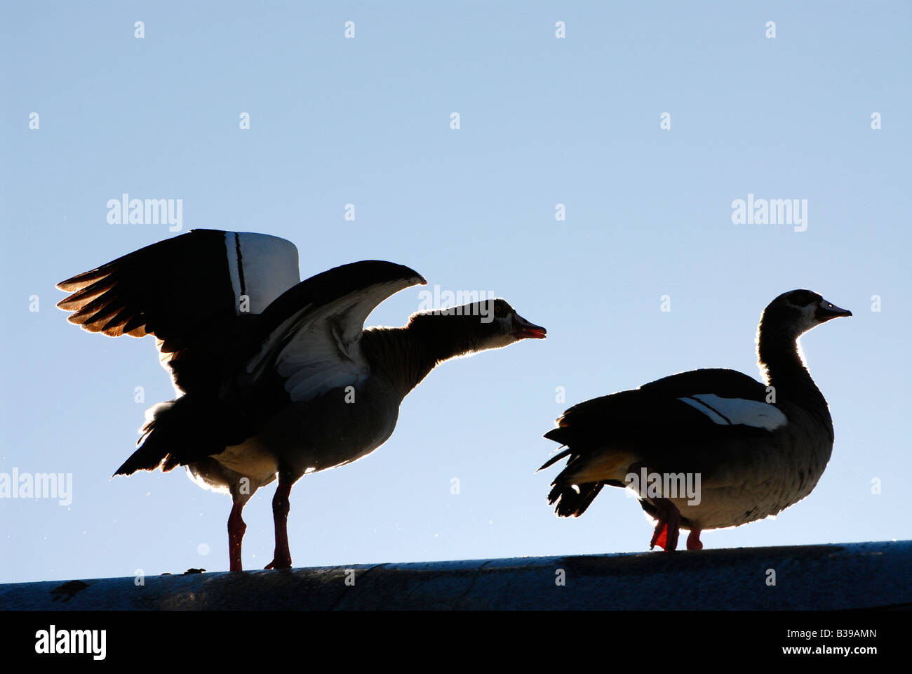 Egyptian goose on roof hi-res stock photography and images - Alamy