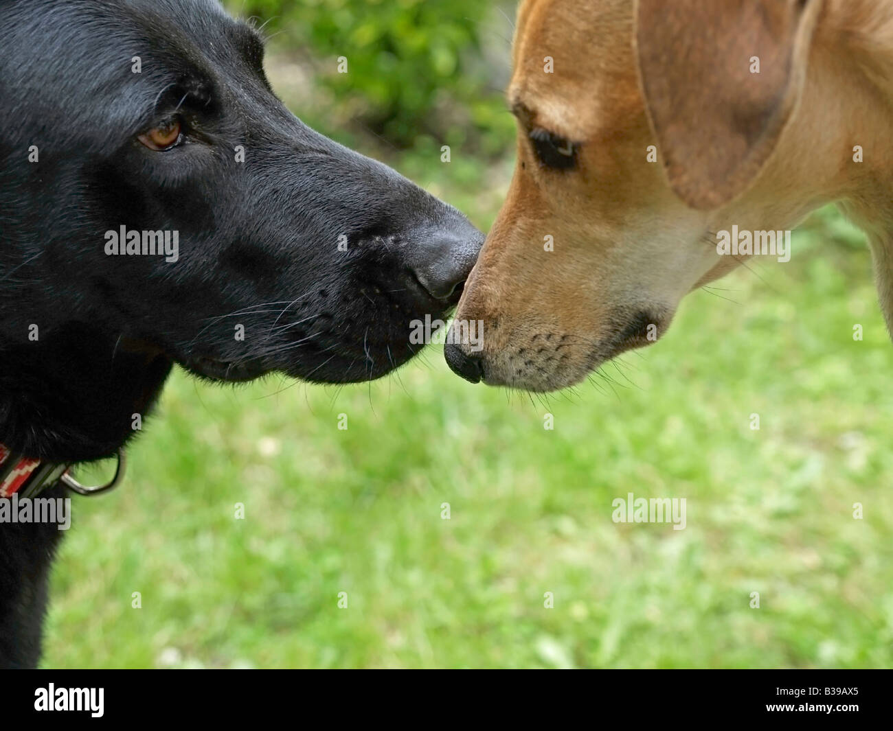 two dogs a Labradorhybrid and a arabican greyhound Sloughi are sniffing ...