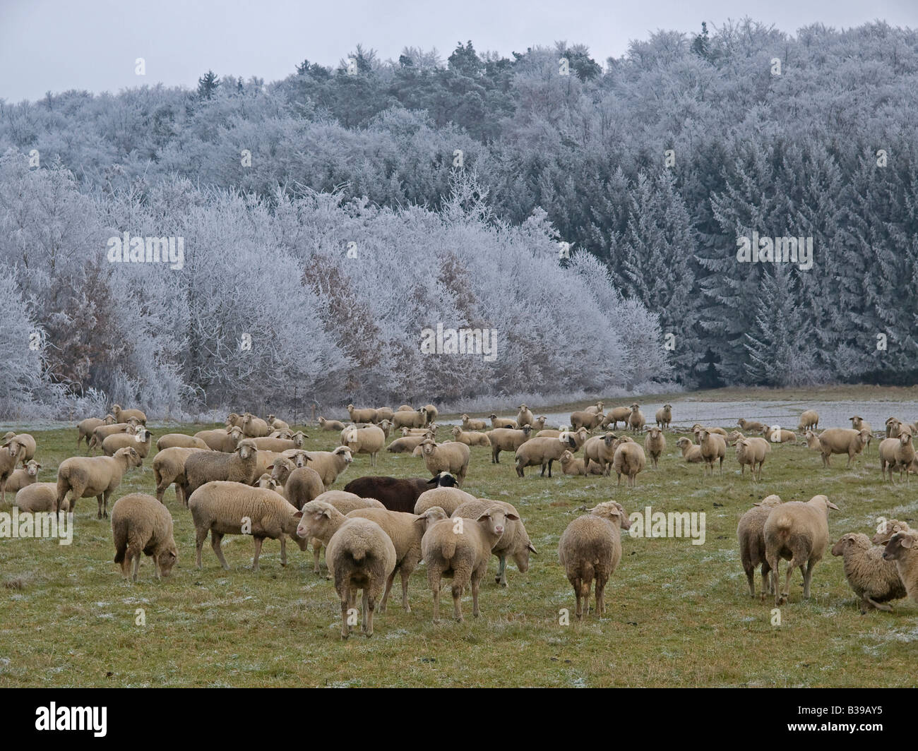 flock of sheep on a field in winter time in background frozen forest ...