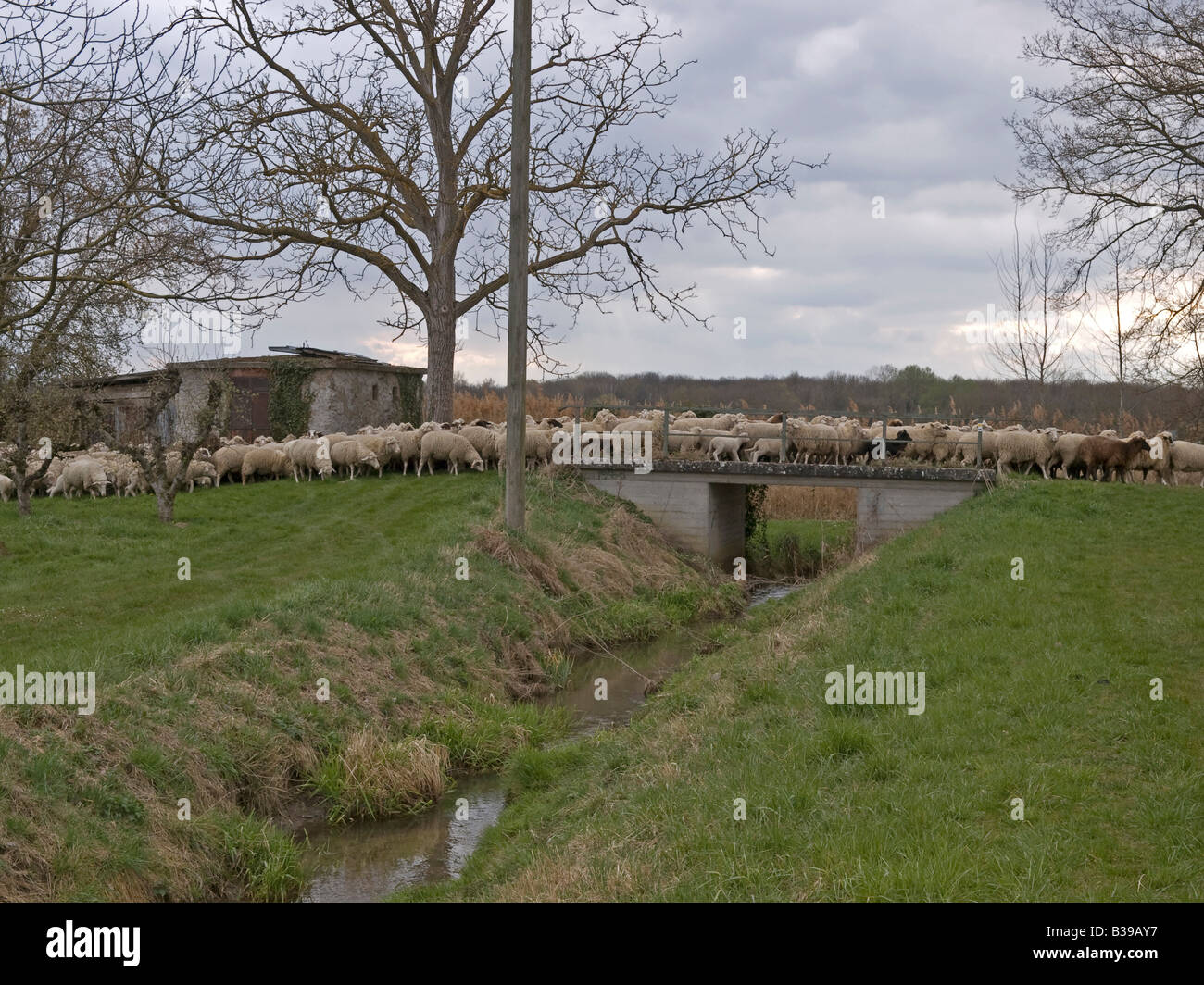a big flock of sheep with lambs and different sheeps and the herdsman ...