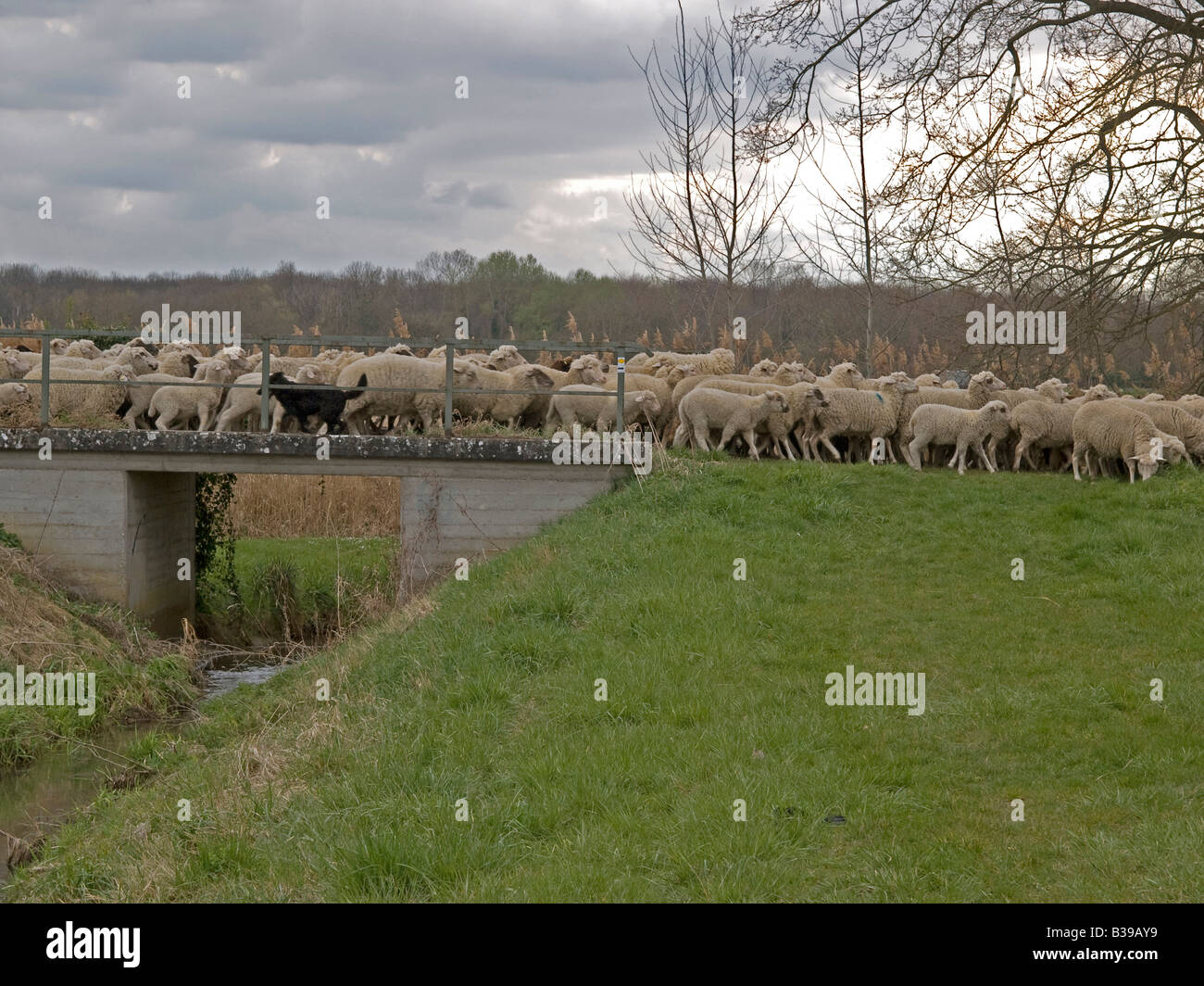 a big flock of sheep with lambs and different sheeps are running over a ...