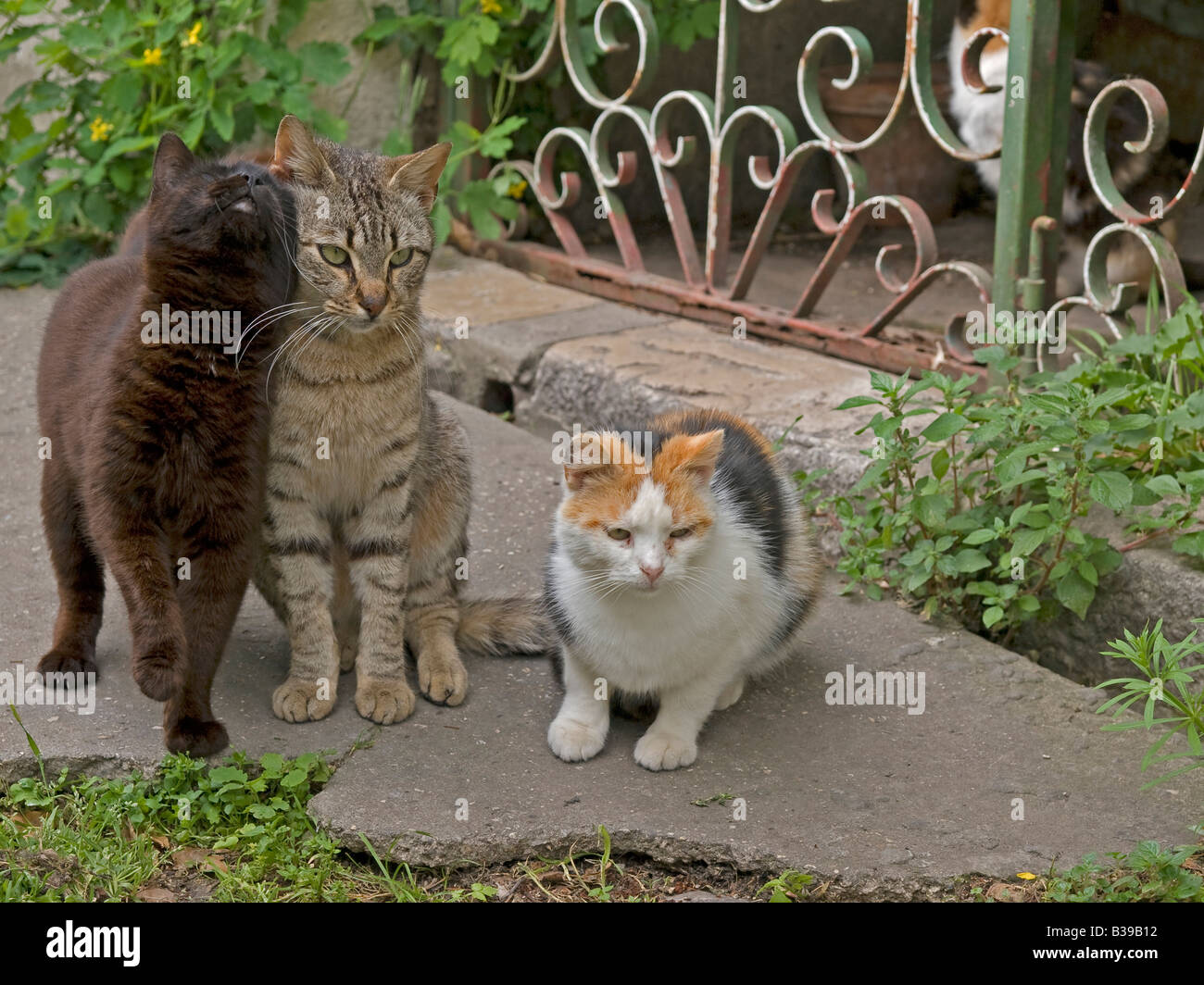 Three cats hi-res stock photography and images - Alamy