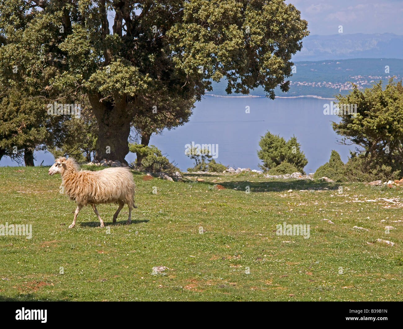 Willow oak hi-res stock photography and images - Alamy
