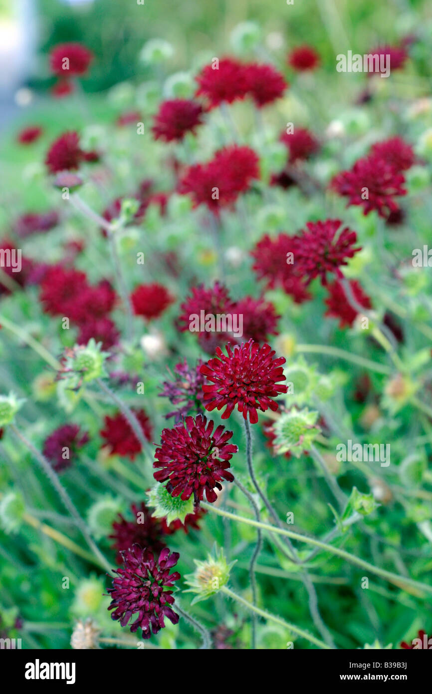 Knautia macedonica hi-res stock photography and images - Alamy