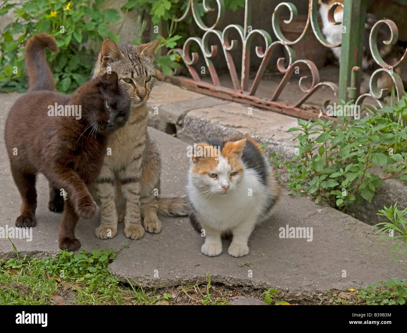 Three cats hi-res stock photography and images - Alamy