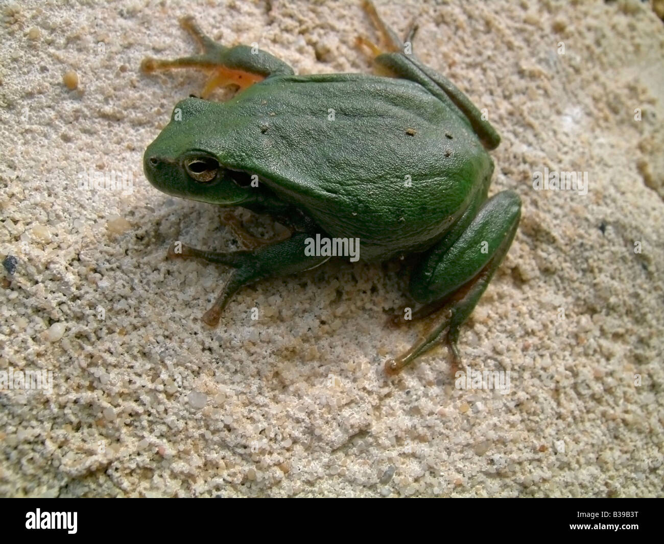 a green frog is sitting on a sandstone Stock Photo - Alamy