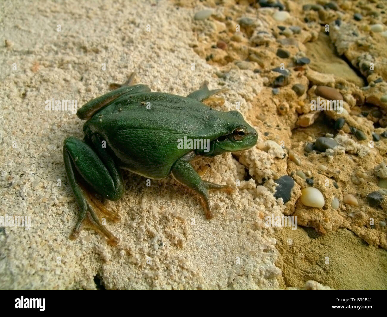 a green frog is sitting on a sandstone Stock Photo - Alamy