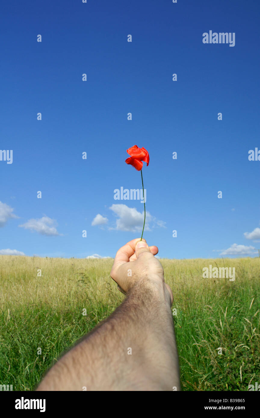 hand with poppy Stock Photo - Alamy