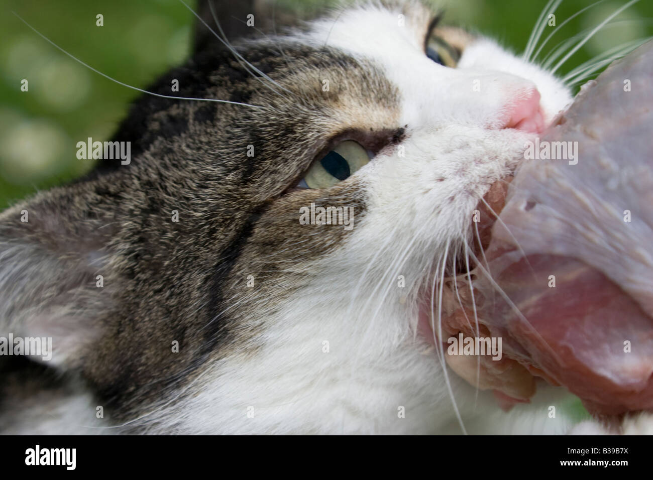 cat biting into a raw turkey leg - BARF Bones and Raw Food Stock Photo ...