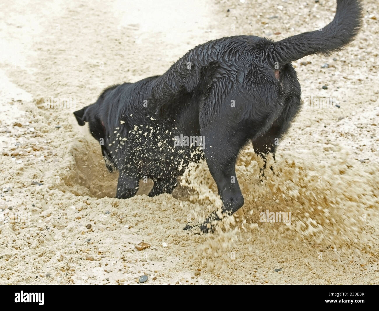 a black Labradorhybrid is digging in the sand on the beach for ...