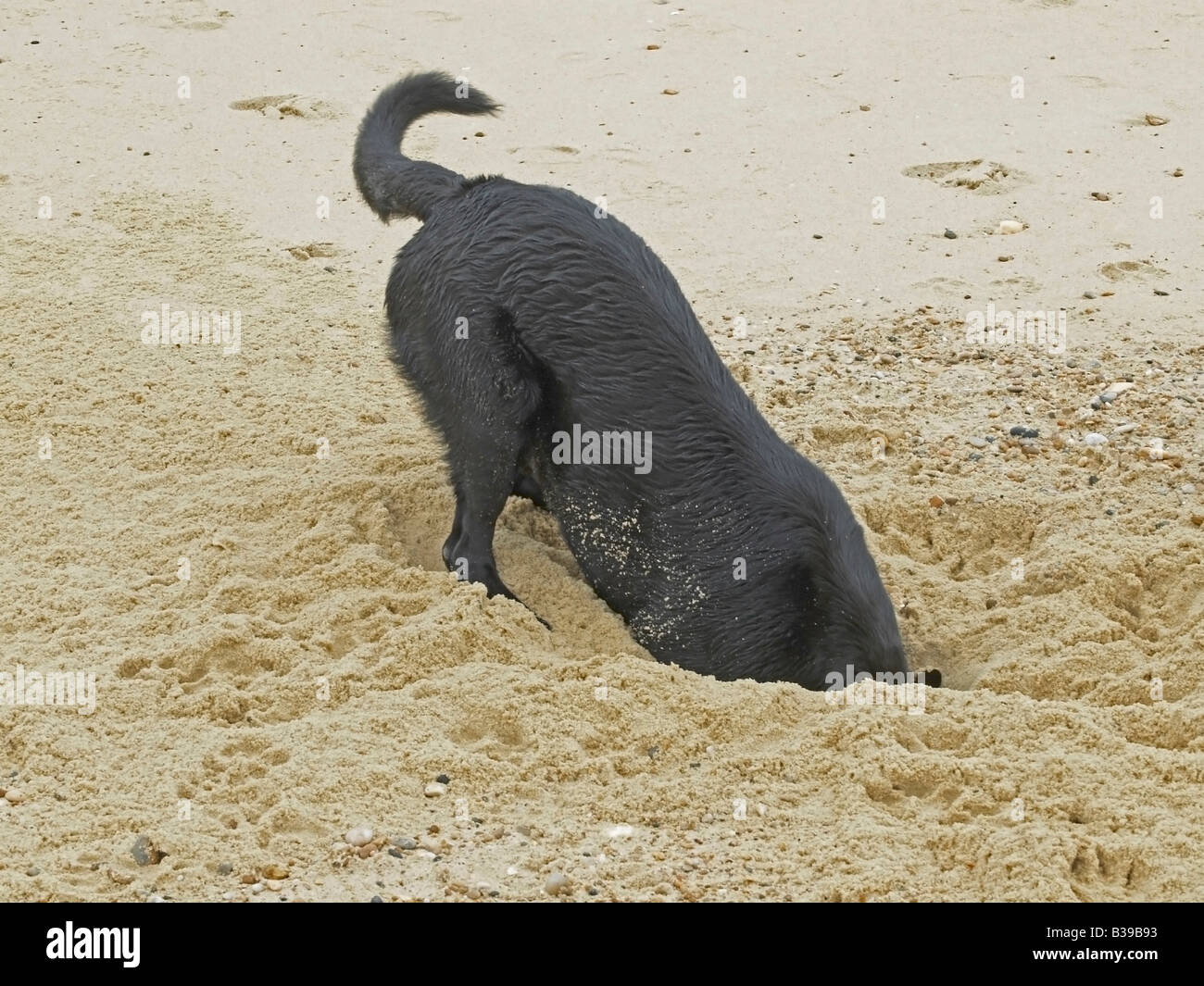 Black dog digging on a beach hi-res stock photography and images - Alamy