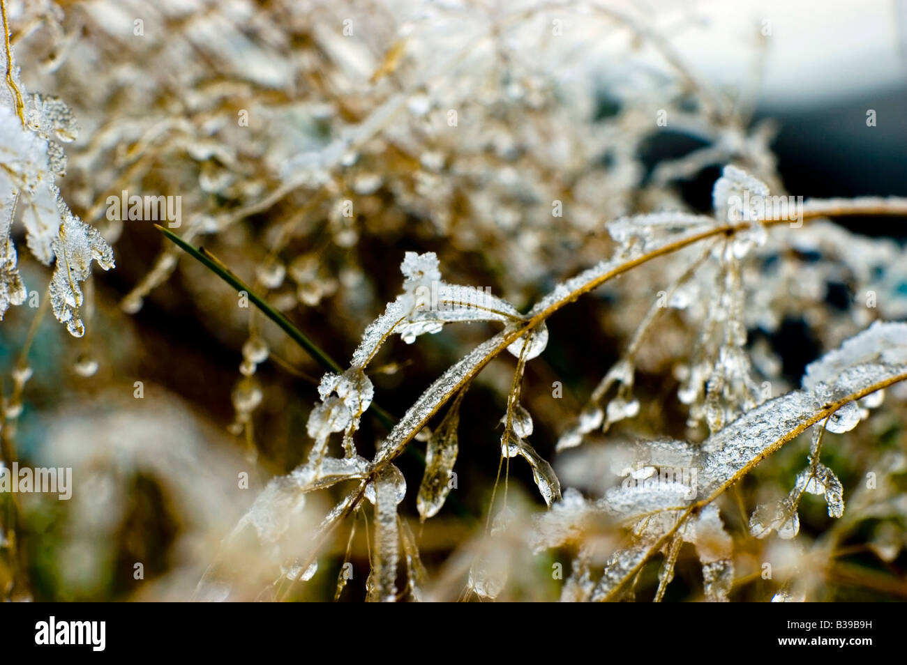 ice on grass stalks Stock Photo - Alamy
