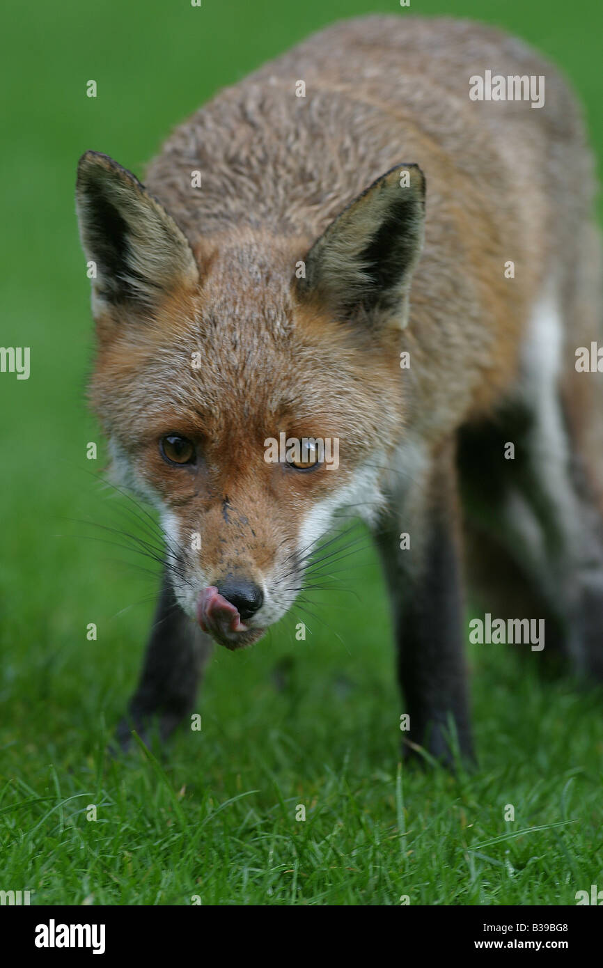 Foxes head hi-res stock photography and images - Alamy