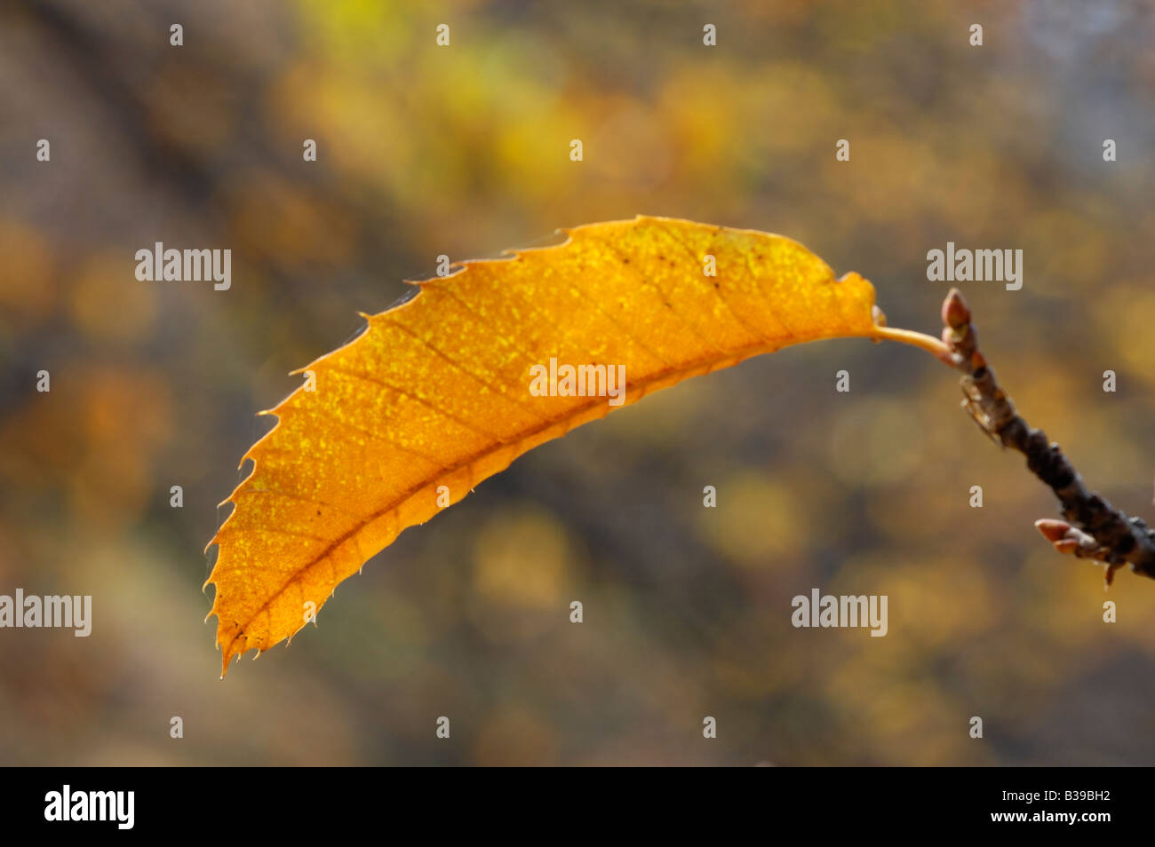 a picture of a leaf Stock Photo - Alamy