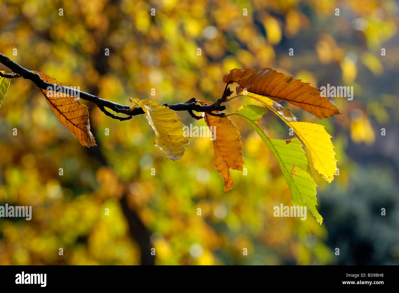 a picture of a several leaf Stock Photo - Alamy
