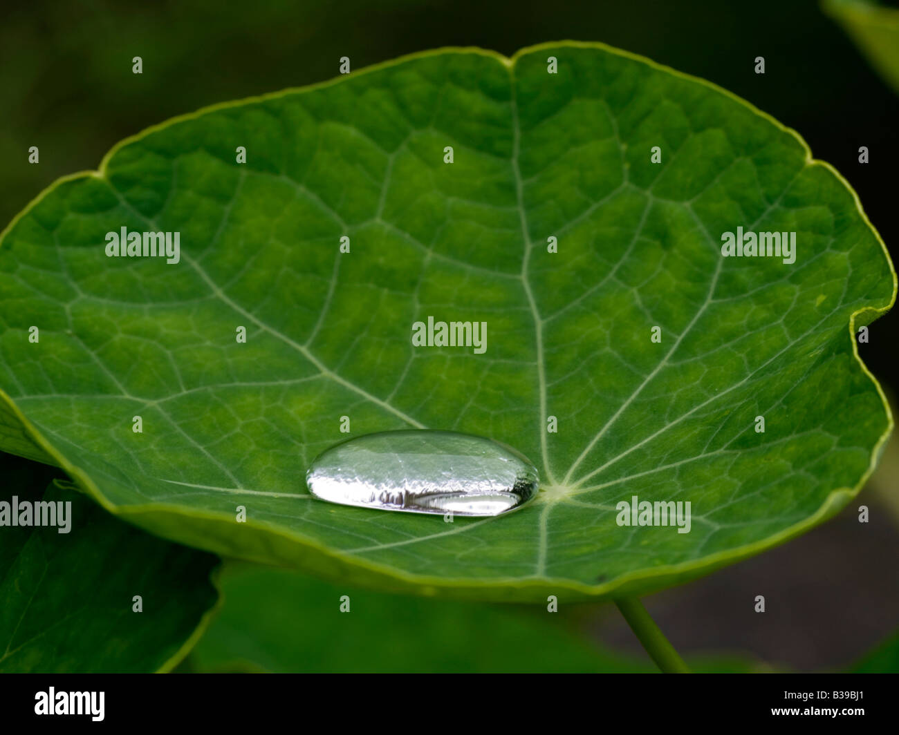 Pearl effect hi-res stock photography and images - Alamy