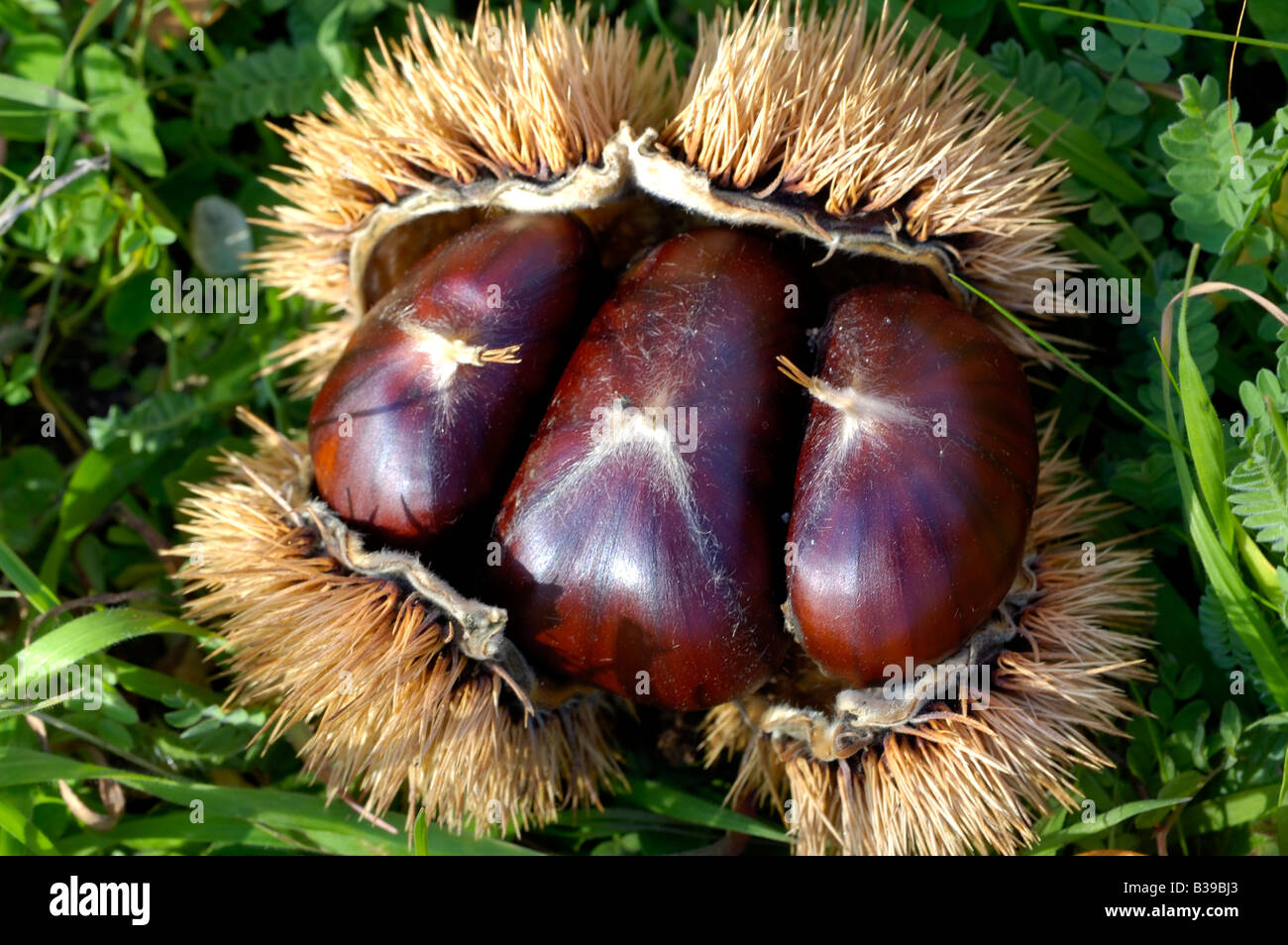 Chestnut Bur High Resolution Stock Photography and Images - Alamy