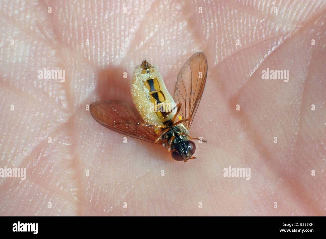 DEAD INSECT IN PALM OF HAND Stock Photo - Alamy