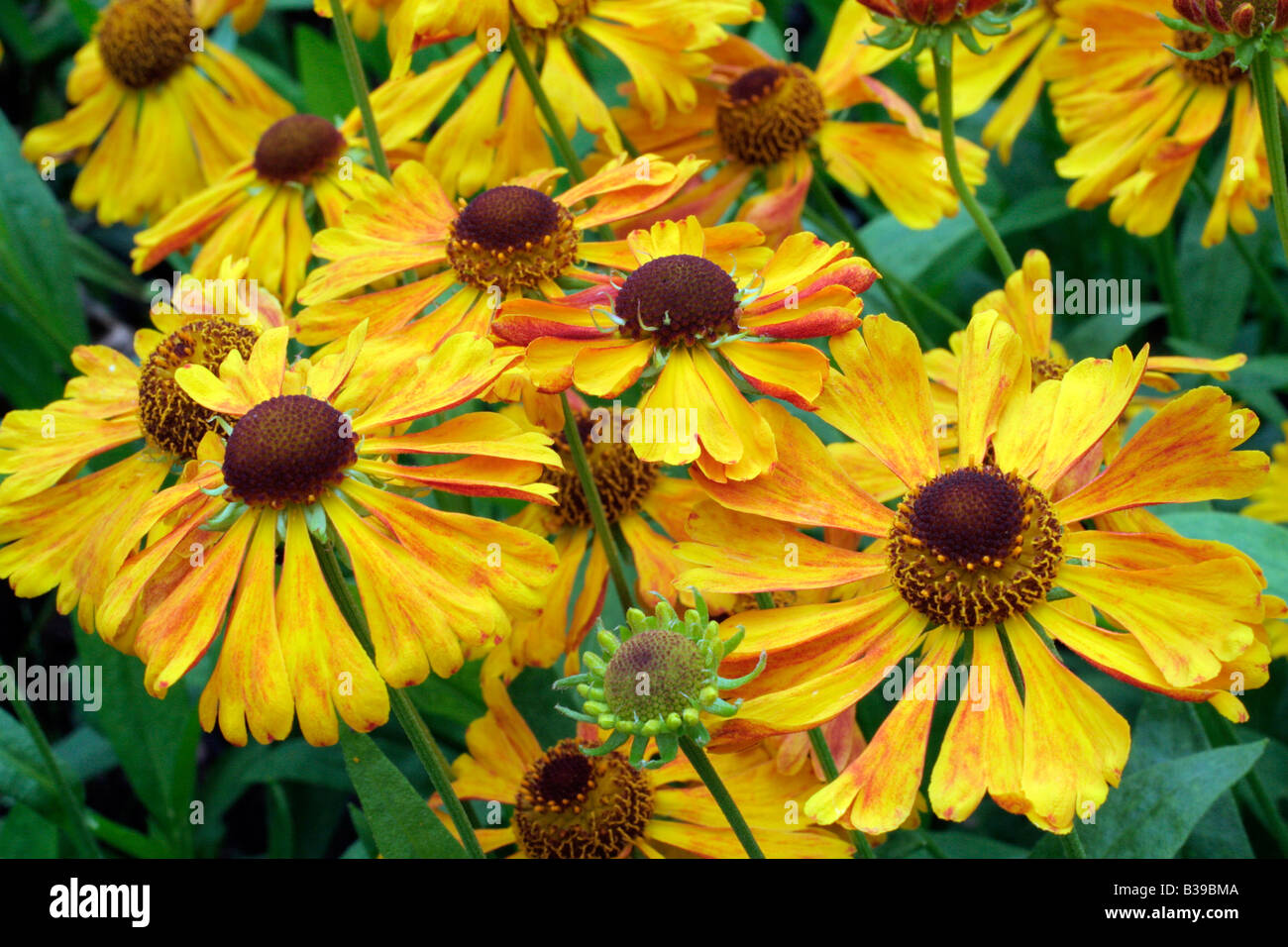 Waldtraut hi-res stock photography and images - Alamy
