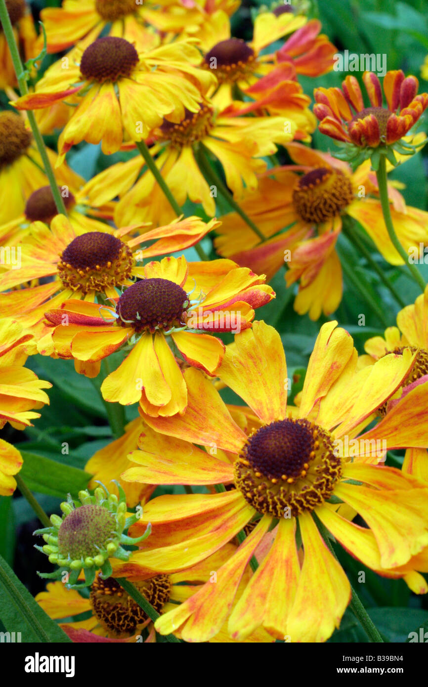 Helenium waldtraut hi-res stock photography and images - Alamy