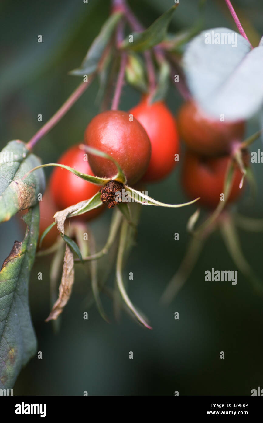 Red rose hips of Rosa glauca the redleaf rose Rose hips contain a lot ...