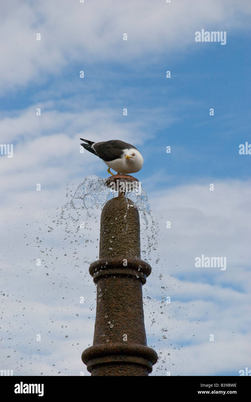 Seagull drinking from the fountain in Noruega Plaza Kristiansand Norway ...
