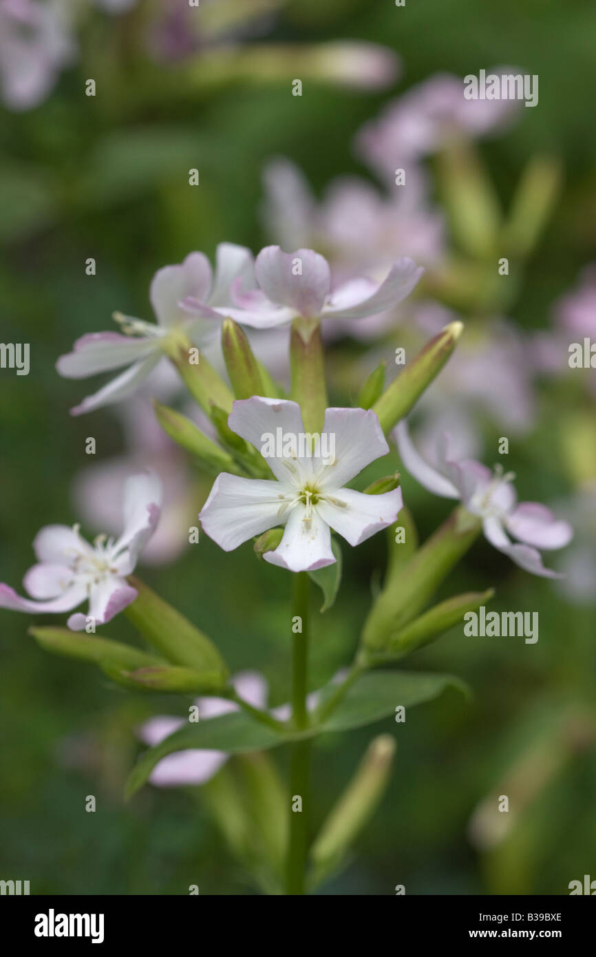 Light pink flowers of soapwort, Saponaria officinalis Stock Photo - Alamy