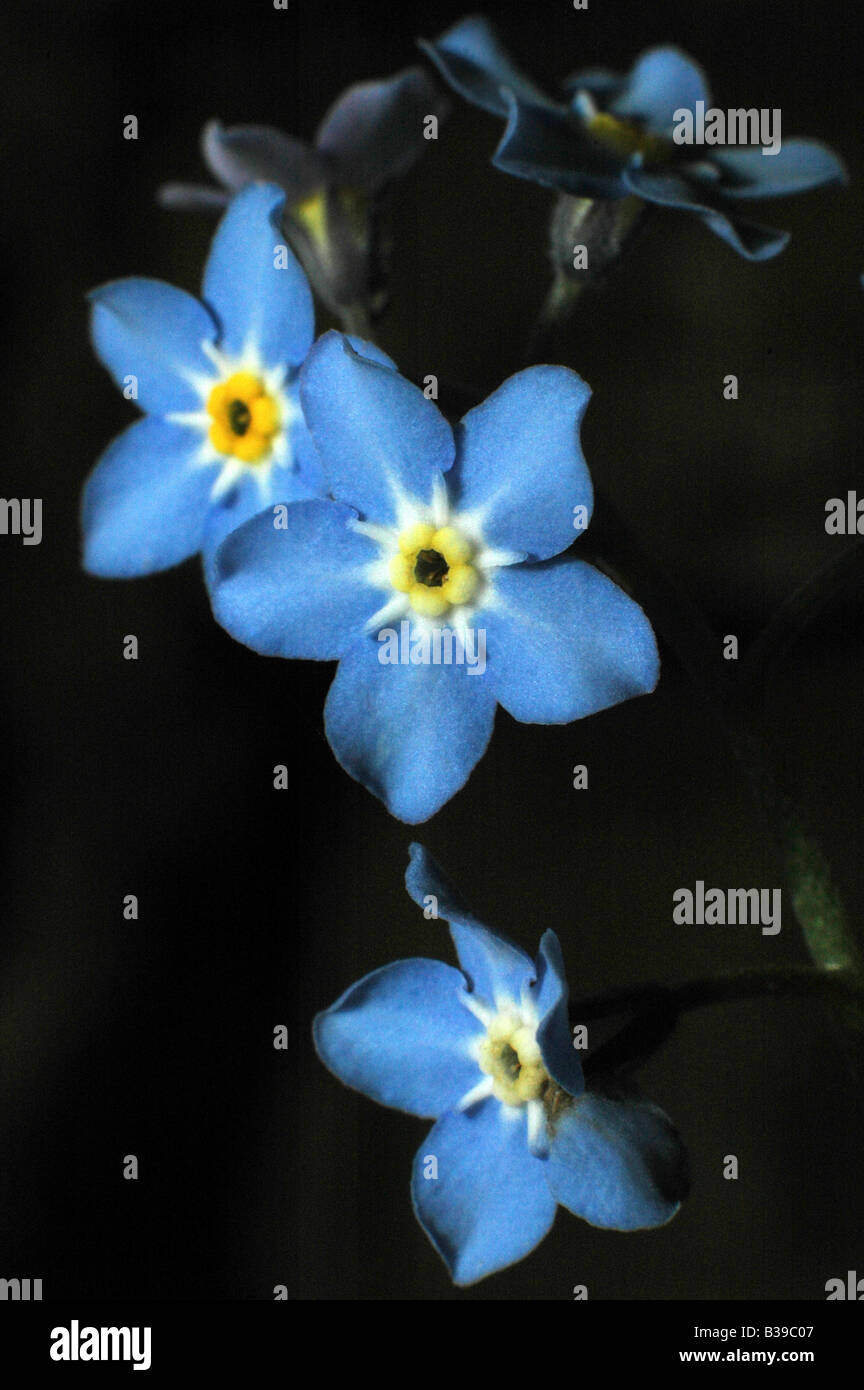 FORGET ME NOTS Stock Photo - Alamy