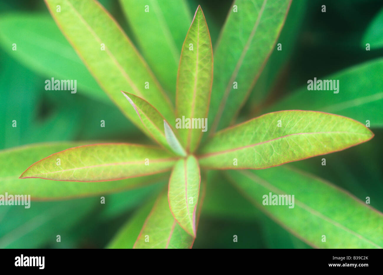 Close up of clustered red-veined lime green lance-shaped leaves of ...
