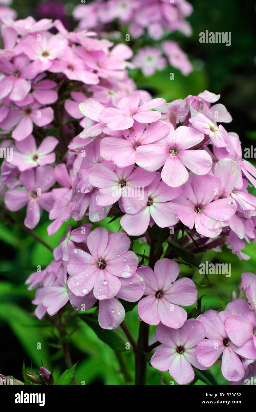Phlox paniculata hi-res stock photography and images - Alamy