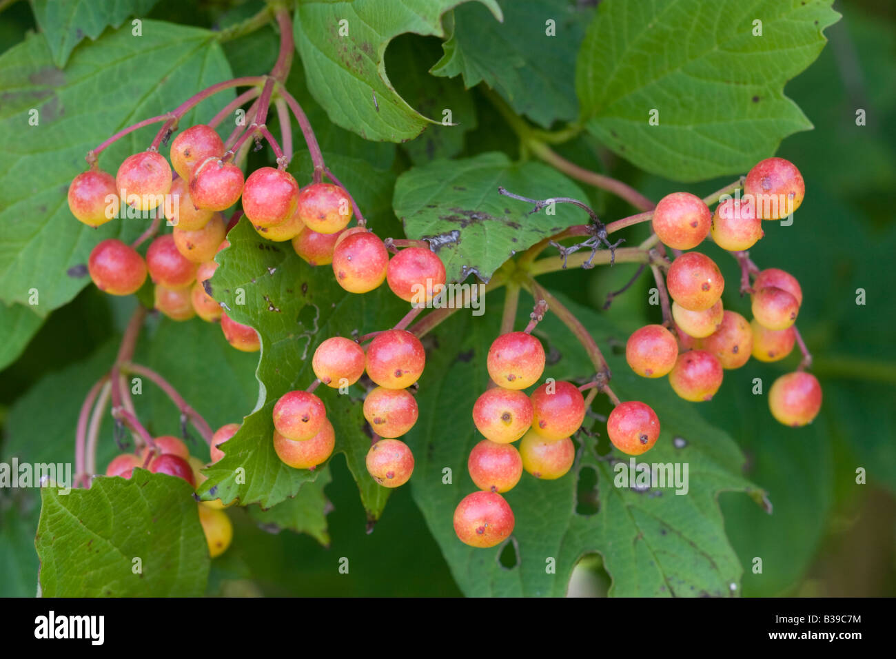 Guelder-rose Viburnum opulus Stock Photo - Alamy