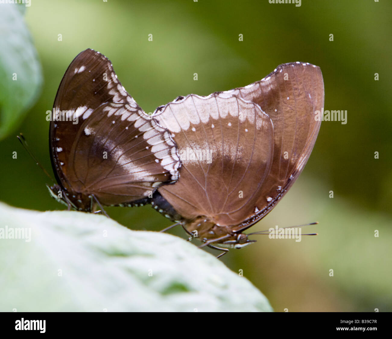 Two brown butterflies sitting back to back to each other Stock Photo ...