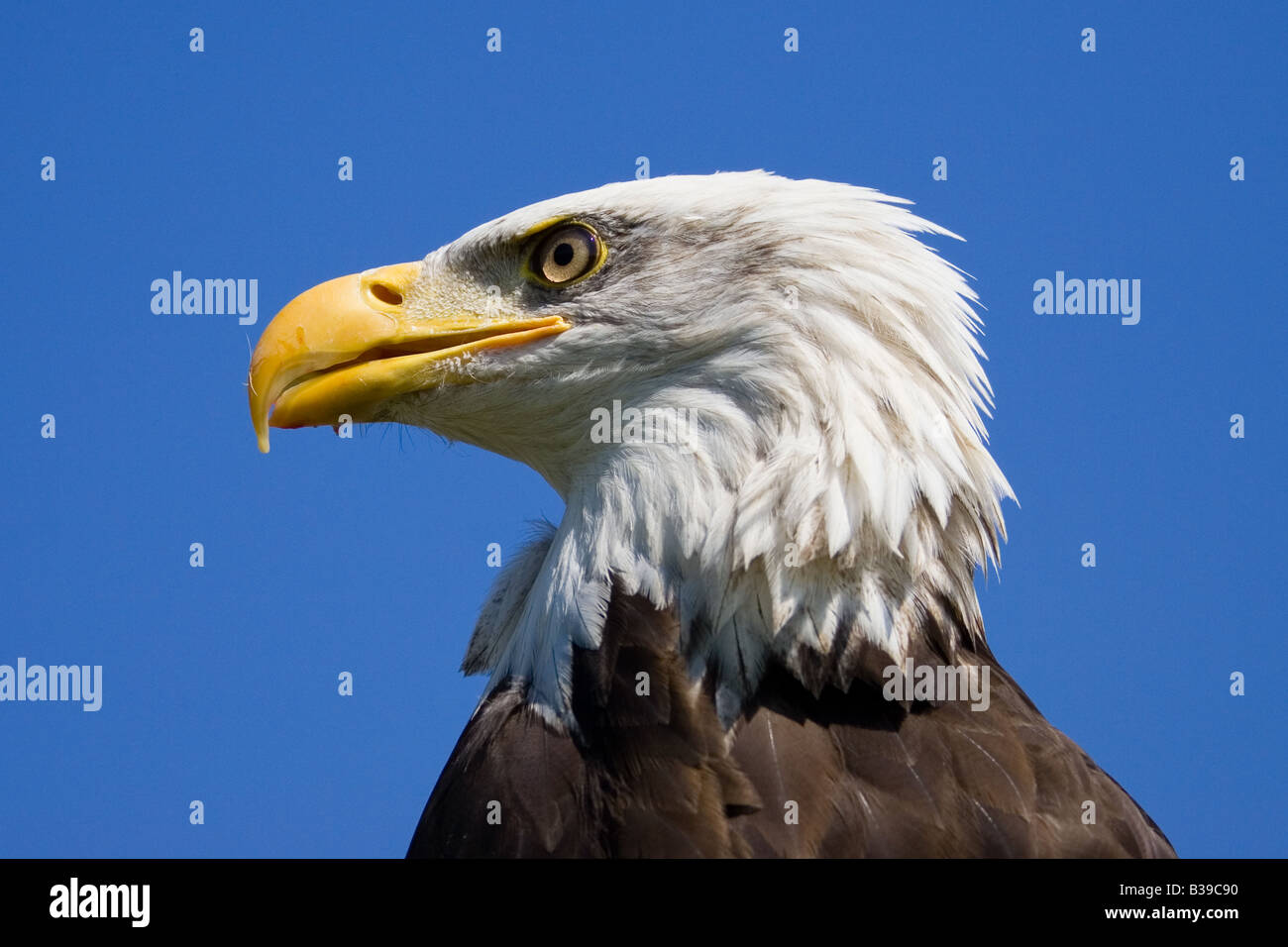 Closeup profile of a Bald Eagle Stock Photo - Alamy