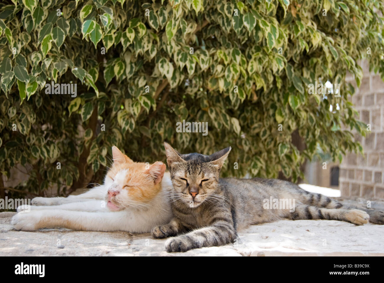 Alley of the cats hi-res stock photography and images - Alamy