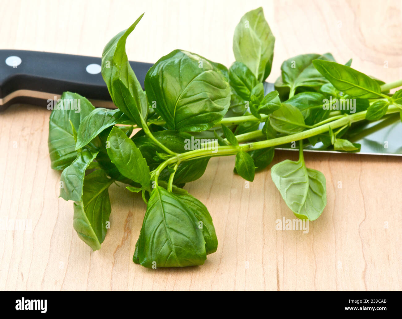 Ocimum basilicum hi-res stock photography and images - Alamy