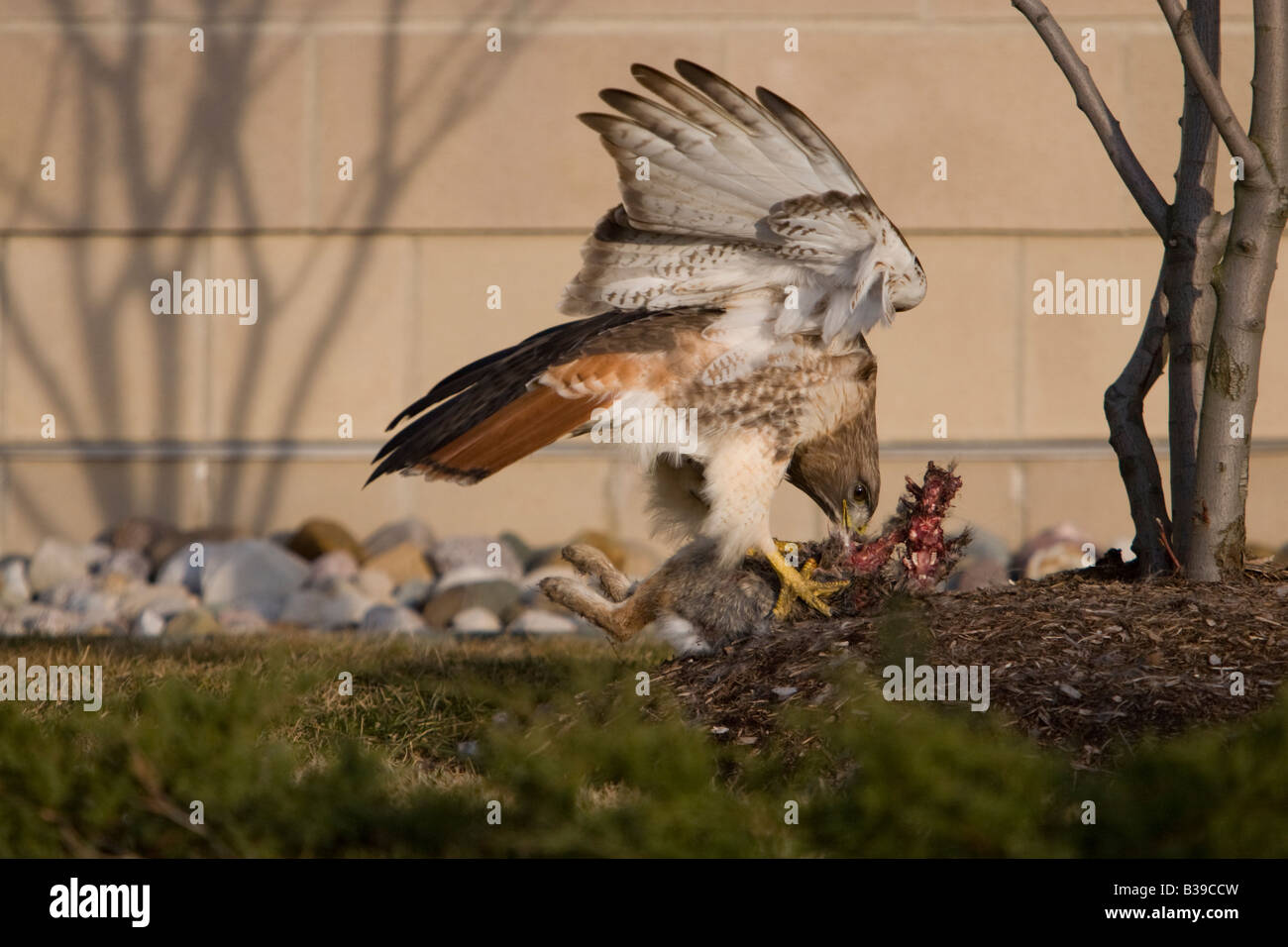 Red tailed hawk eats its dinner in urban area Stock Photo - Alamy