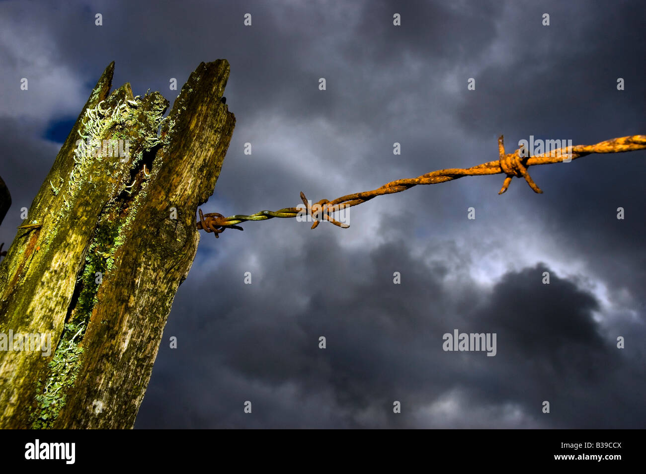 Captured barbed wire hi-res stock photography and images - Alamy