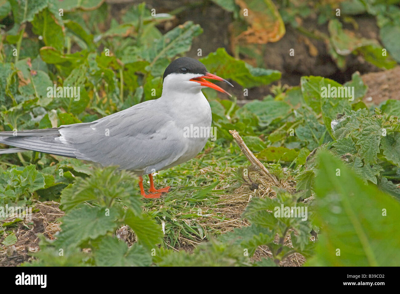 COMMON TERN STERNA HIRUNDO Stock Photo - Alamy