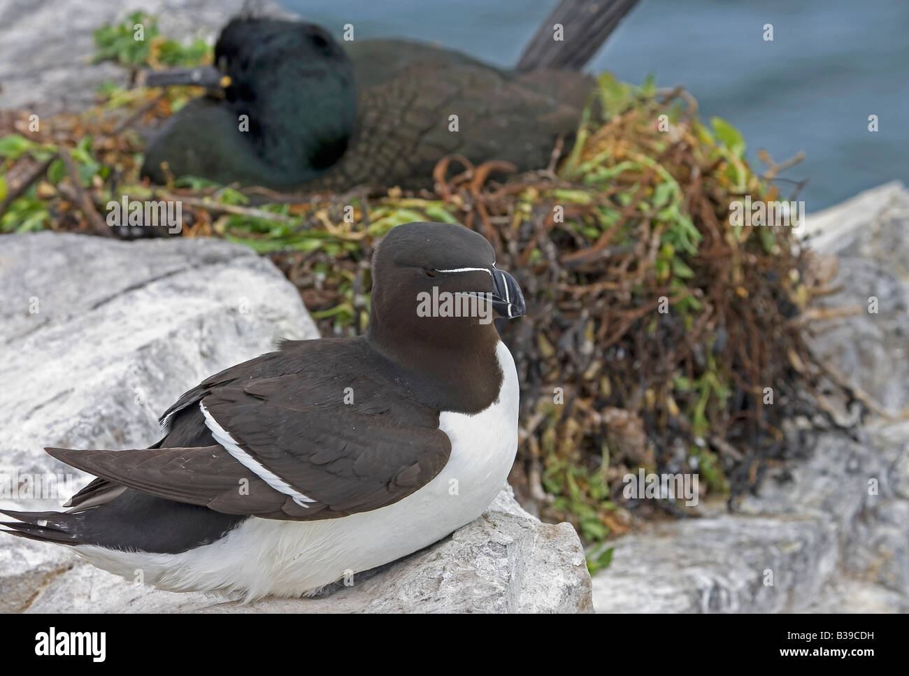 Razorbill bird birds seabird hi-res stock photography and images - Alamy