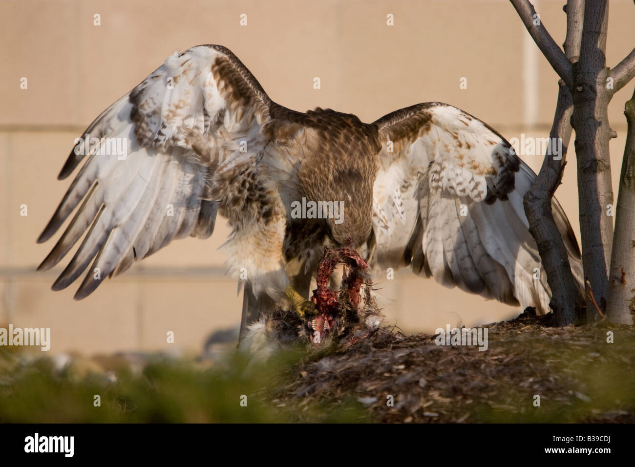 Red tailed hawk tearing apart its prey Stock Photo - Alamy