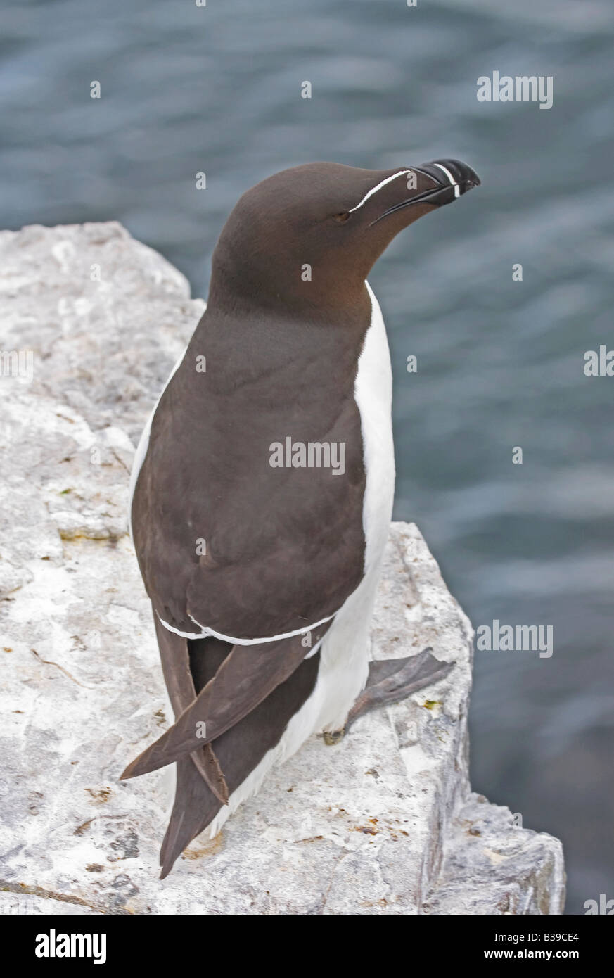 Alca torda nest hi-res stock photography and images - Alamy