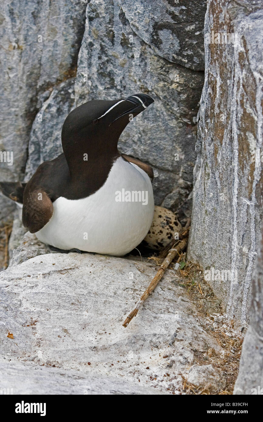 RAZORBILL ON EGGS Stock Photo - Alamy