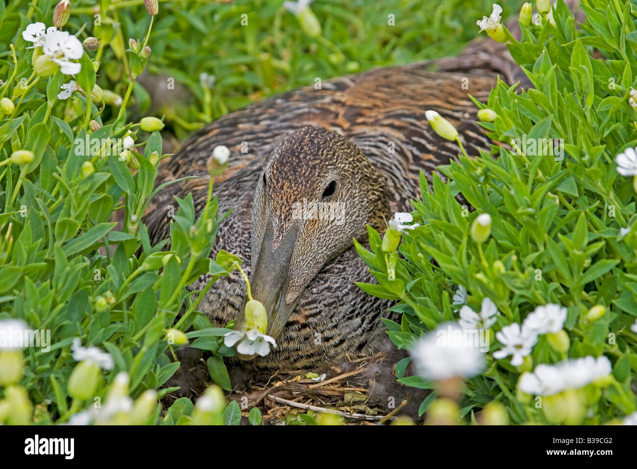 FEMALE EIDER ON NEST AND EGGS Stock Photo - Alamy