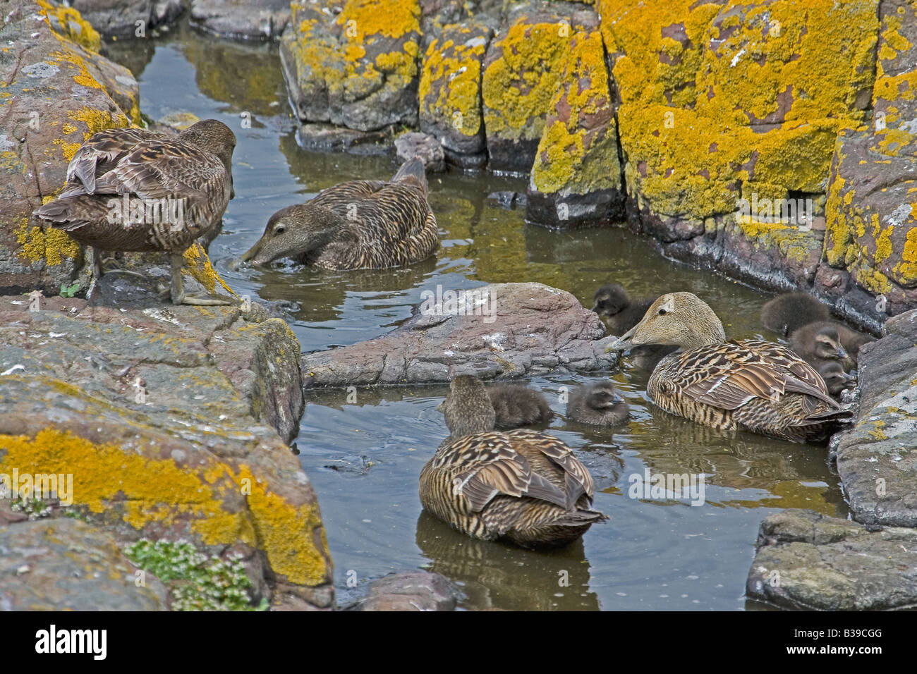FEMALE EIDER DUCKS WITH DUCKLINGS Stock Photo - Alamy