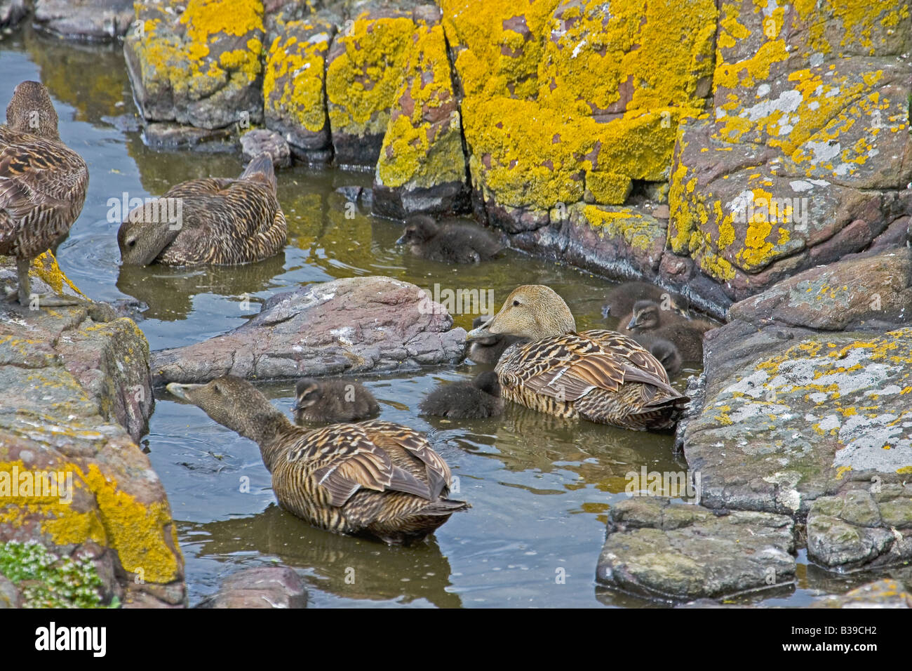 FEMALE EIDER DUCKS WITH DUCKLINGS Stock Photo - Alamy